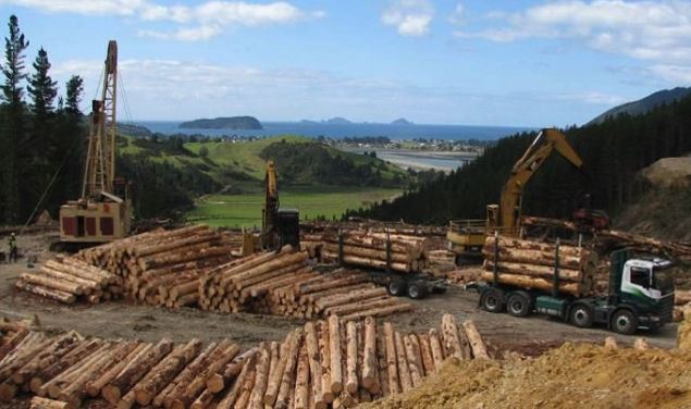 New Zealand log prices soild in early 2025