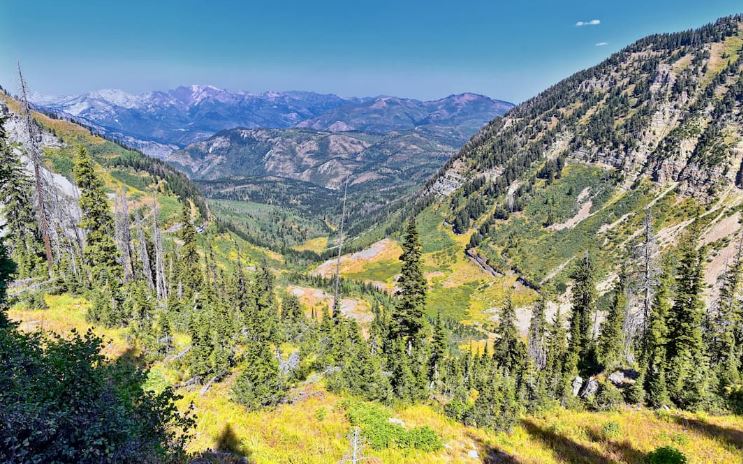 Utah and U.S. Forest Service enter long-term agreement to lift timber ...